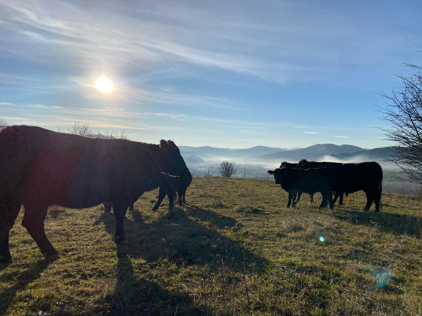 Bucovina Gourmet | from FARM to FORK